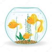 27.Short Story : The Magic Gold Fish